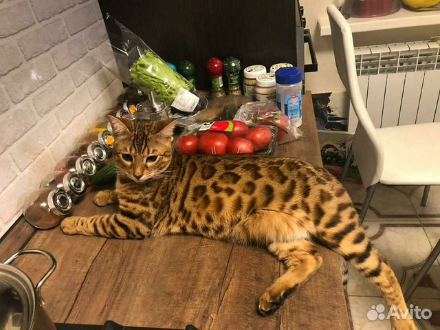 Бенгальская