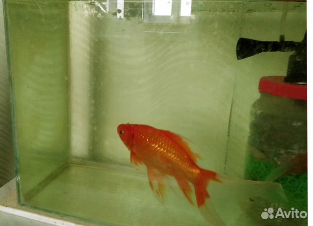 Караси декоративные золотые, зимующие для пруда