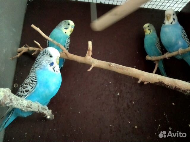 Волнистый попугай, рисовые амадины