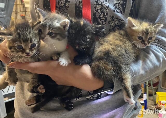 Котята красивые ласковые