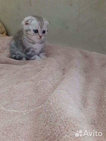 Котята скоттишь-фолл и скоттиш-страйк