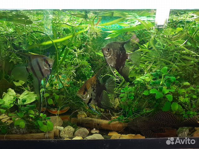 Два аквариума