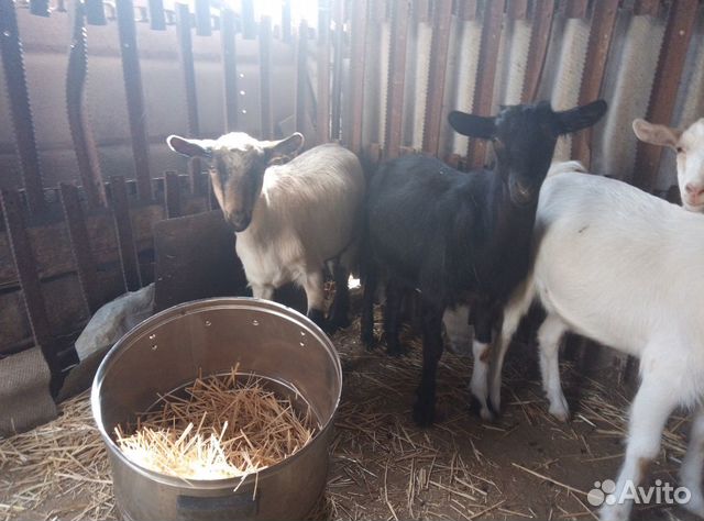 Козлята и жеребец