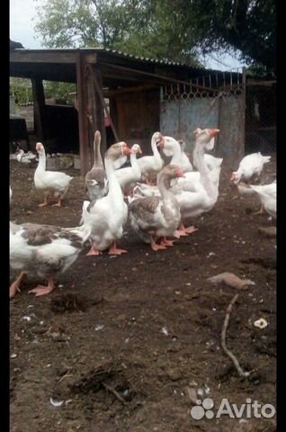 Гуси Холмогоры