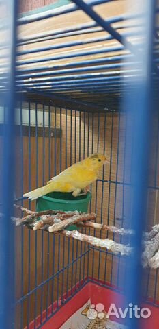 Кенар инвалид