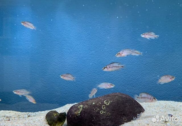 Рыбки Компрессицепс cумбу шелл, цихлиды Танганьики