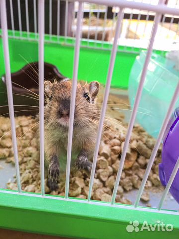 Продам мышонка-хомяка по имени Игорь