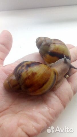 Улитка архахатина овум