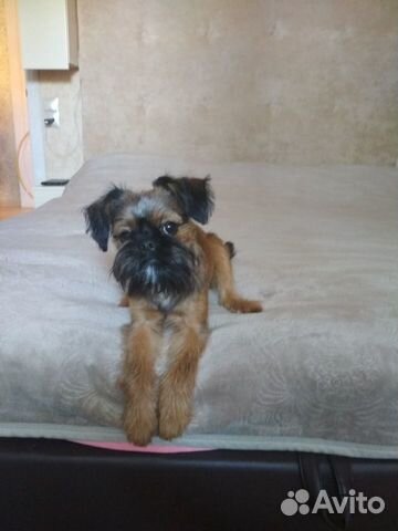 Брюссельский гриффон