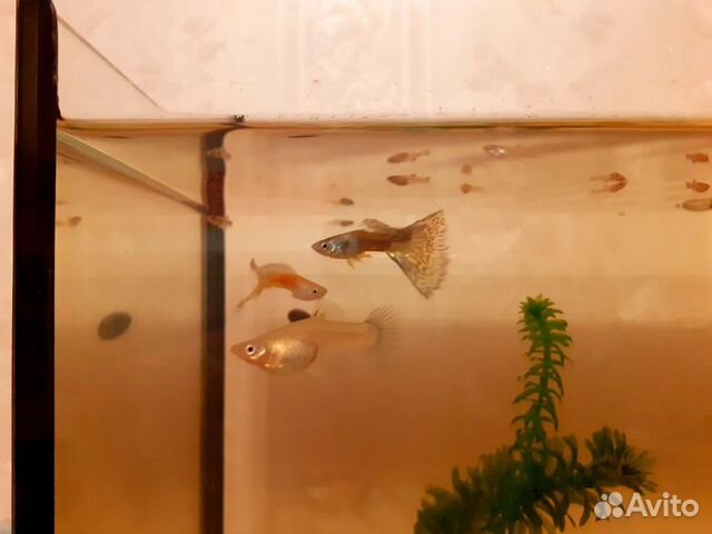 Рыбки Гуппи