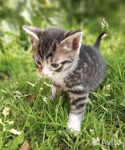 Крошка котёнок мальчик 1 месяц в добрые руки