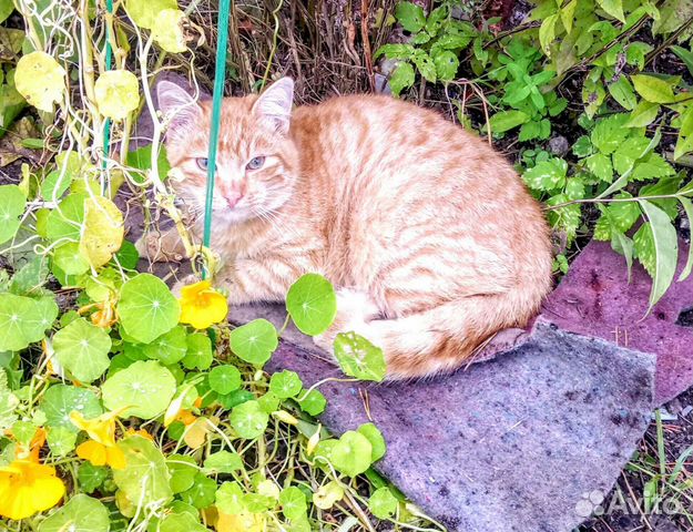 Молодая рыжая кошечка 1год