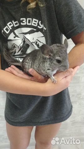 Милые шиншилята