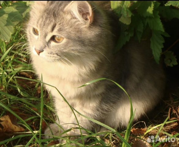 Котята подростки Дымка и Ночка 5 месяцев в добрые