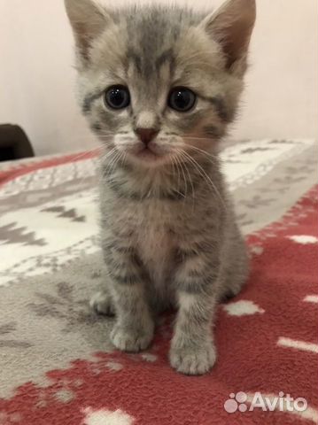 Продаётся котёнок