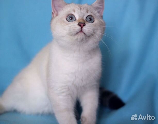 Британская шиншилла, мачо, 5 месяцев,золотой пойнт