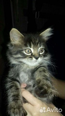 Отдам котят