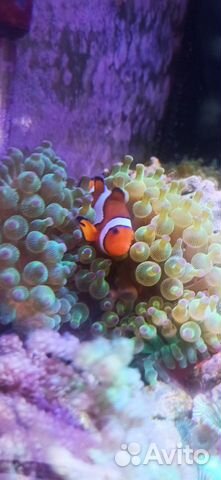Пузырьковая актиния. Капнела. В морской аквариум