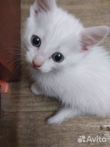 Турецкая ангора