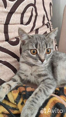 Котёнок Фани 7мес в дар