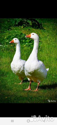 Гуси Крупные, Линда