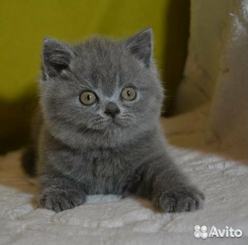Лиловый и голубой британские котята