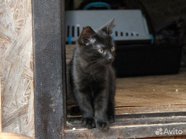 Черный котенок