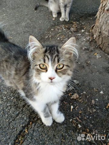 Котик ищет дом