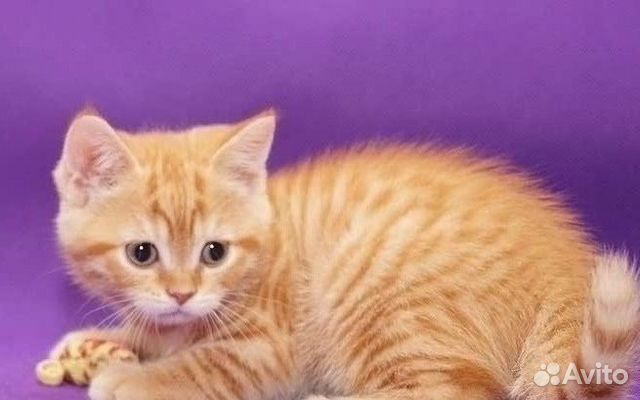 Британские котята красного пятнистого окраса