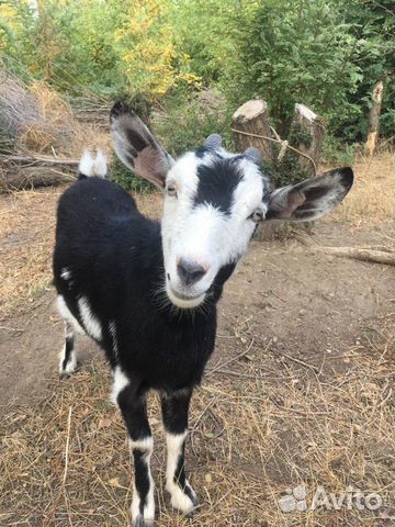 Коза альпийской породы