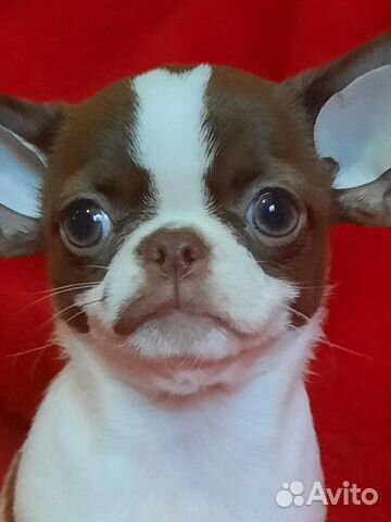 Куколка Валенсия