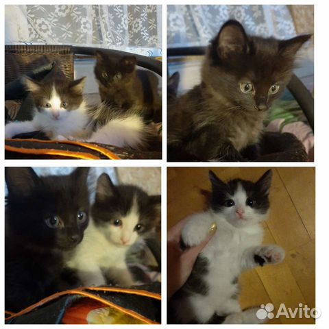 Котятки-малышатки в поисках теплого дома