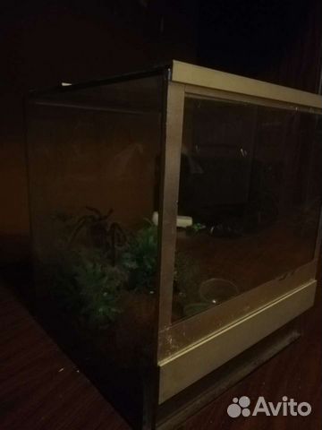 Паук птицеед террариум