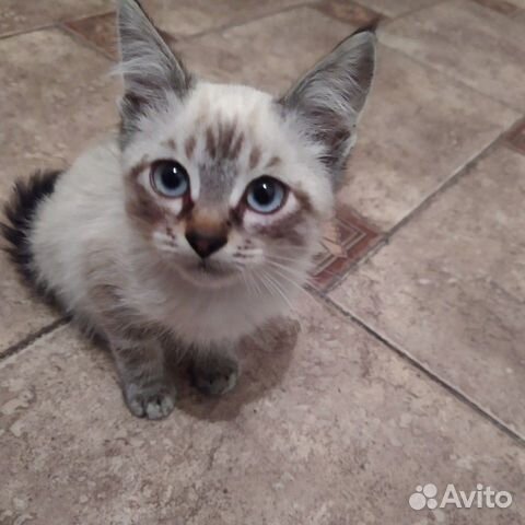 Котенок