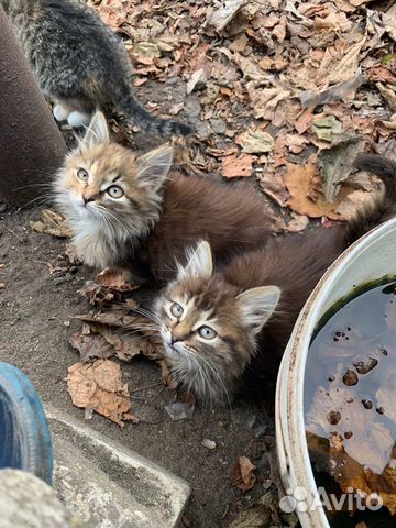 Маленькие котята ищут дом