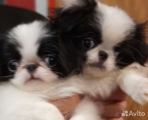 Хинята парнишки РКФ