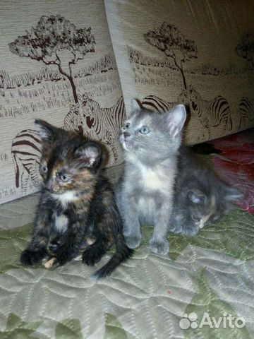 Сибирские котята