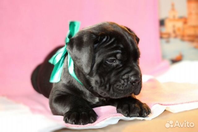 Мальчишка Кане Корсо