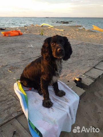 Русский охотничий спаниель ищет даму сердца