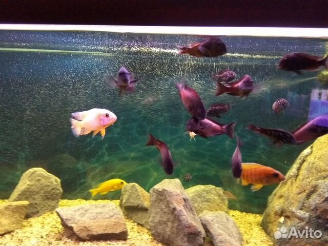 Трофеусы рыбы