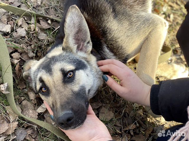 Умная Липа дворняжка собака для души