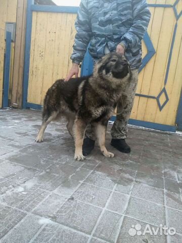 Собака