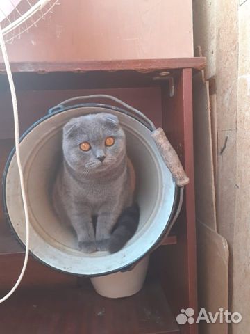 Скоттиш фолд