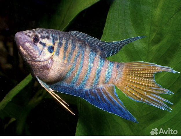 Макропод рыбка