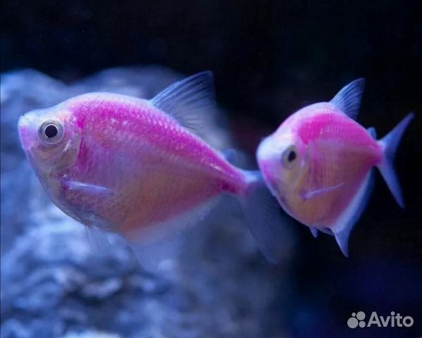 Отдам рыбок
