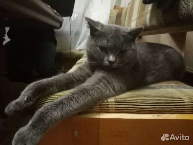 Шотландец