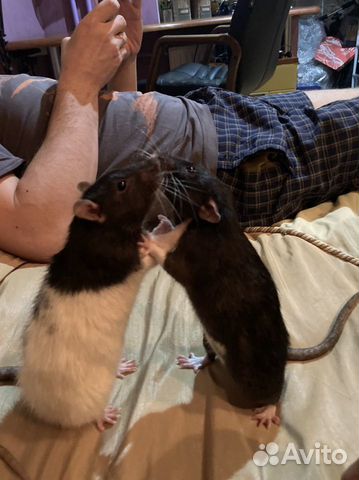 Отдам в хорошие руки двух чудесных крысиков мальчи