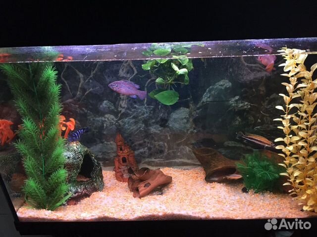 Цихлиды и аквариум отдаю бесплатно и быстро