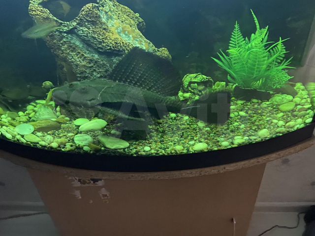 Сом парчевый