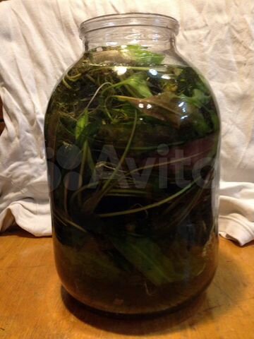 Отдам криптокорину и рождественский мох